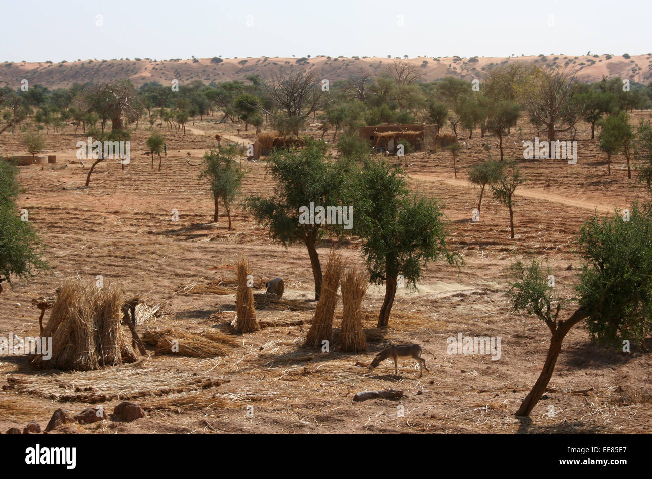 Crops being harvested in Dogon Country, Mali Stock Photo - Alamy