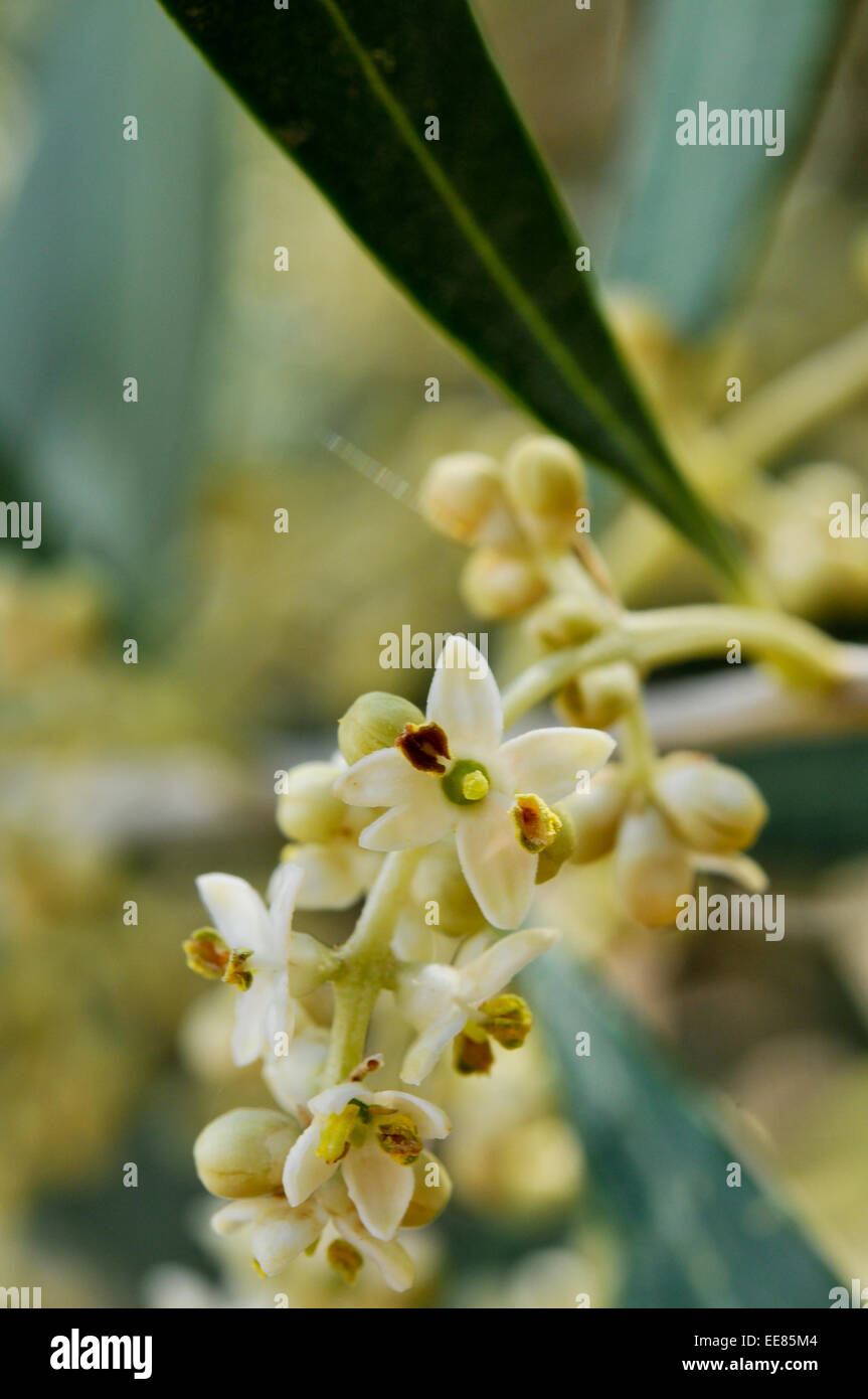 flower of olive tree Stock Photo - Alamy
