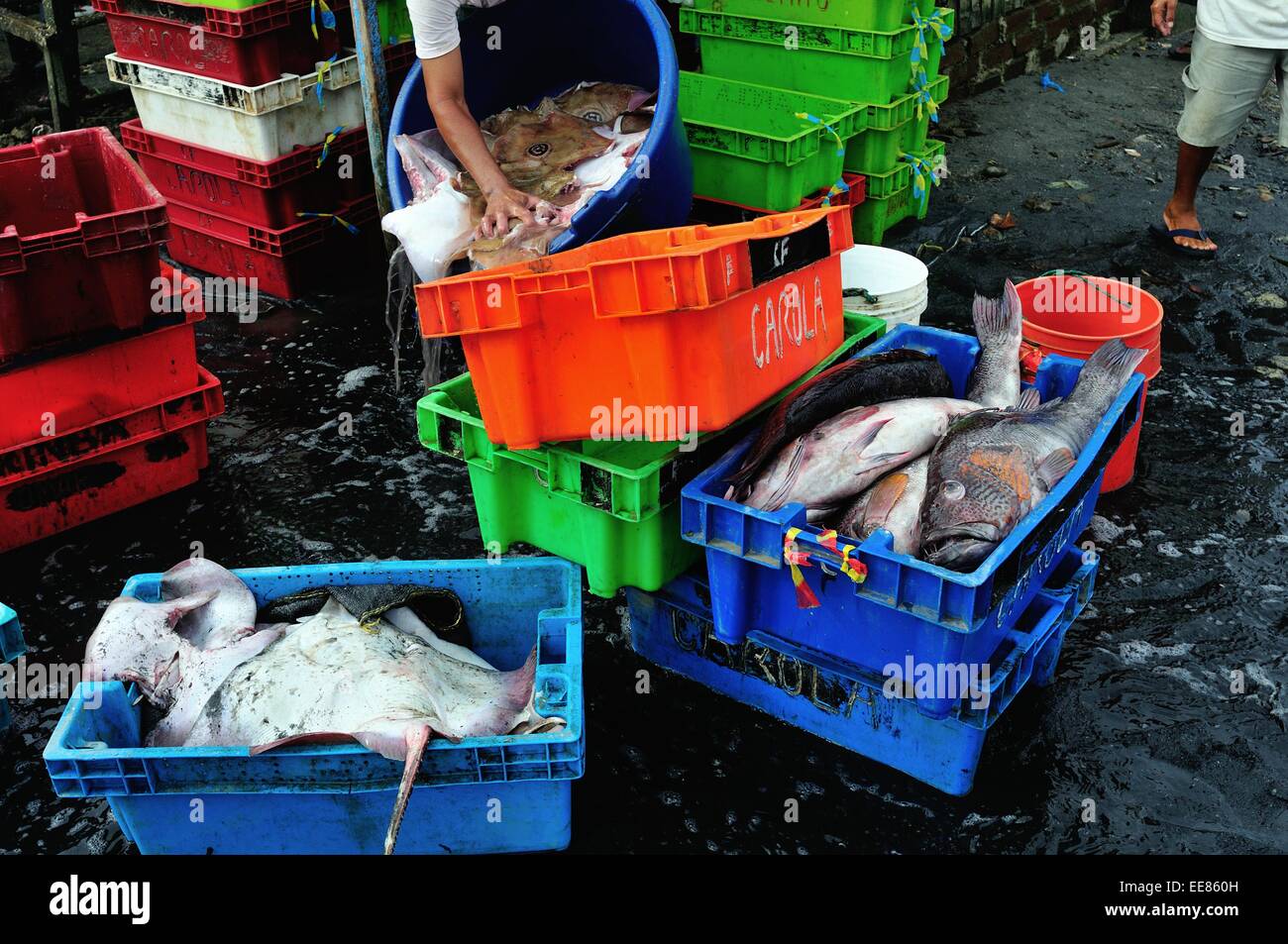 Perela fish - Port in PUERTO PIZARRO. Department of Tumbes .PERU Stock ...