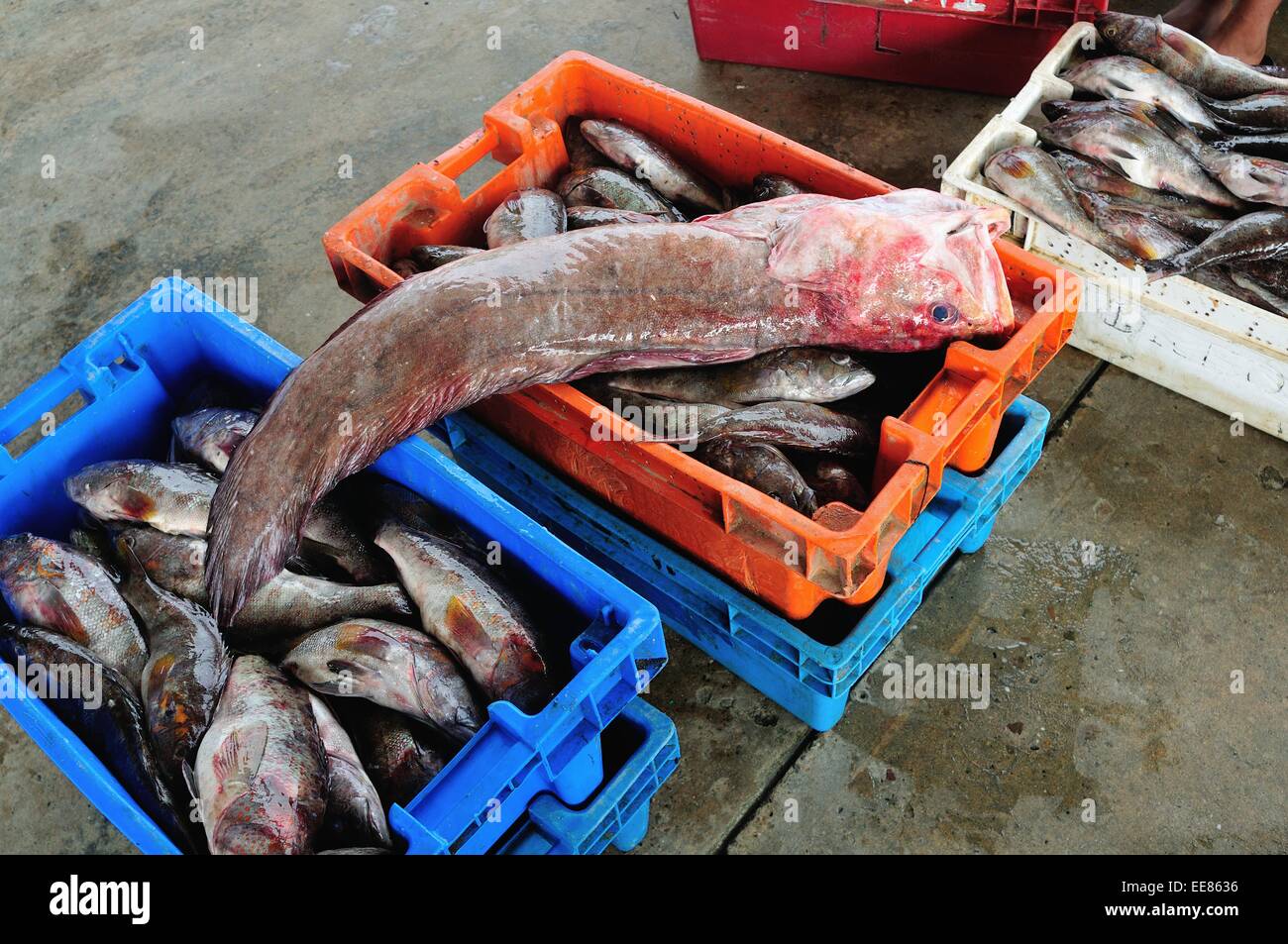 Perela fish - Port in PUERTO PIZARRO. Department of Tumbes .PERU Stock ...