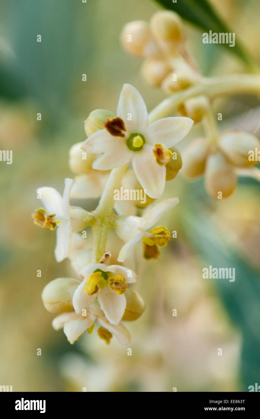 flower of olive tree Stock Photo - Alamy