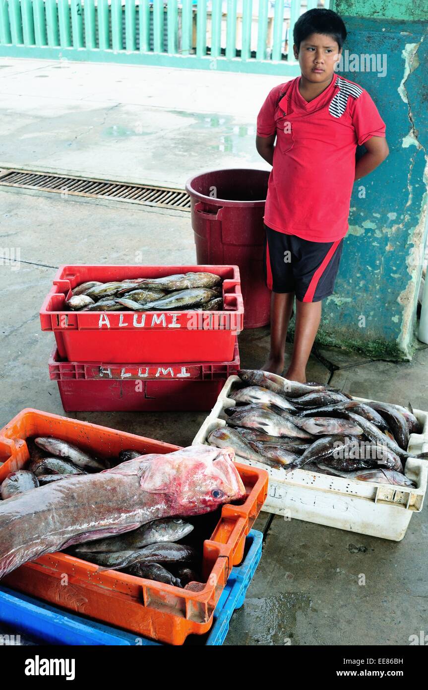 Congrio fish - Port in PUERTO PIZARRO. Department of Tumbes .PERU Stock ...