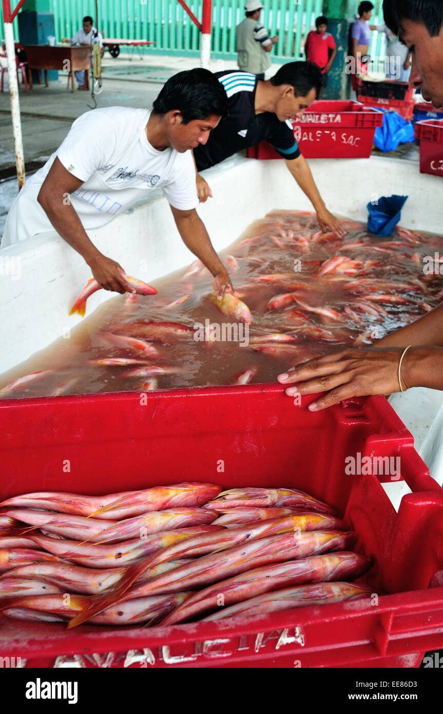 Gallo gallos hi-res stock photography and images - Alamy