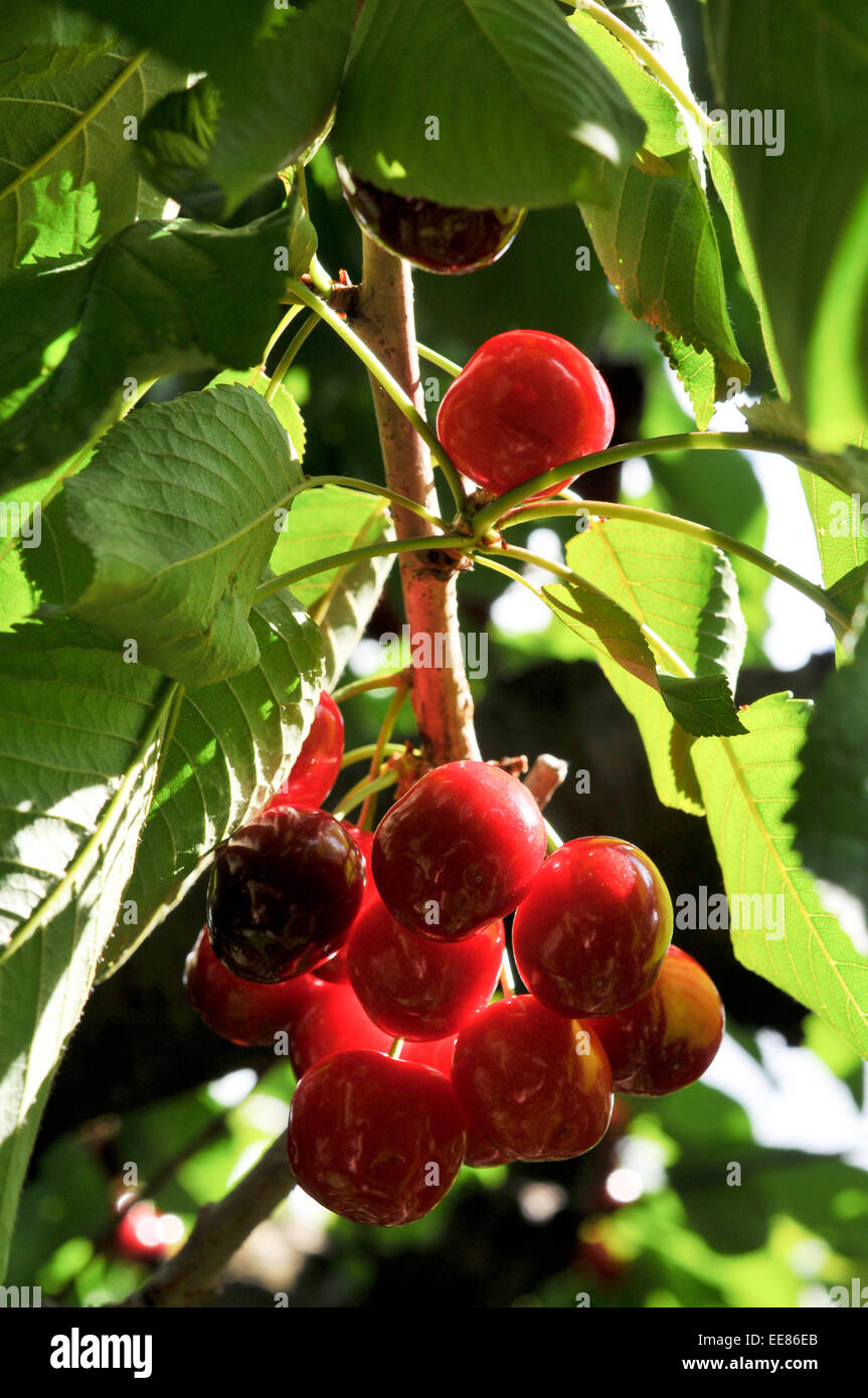Cherry merchant hi-res stock photography and images - Alamy