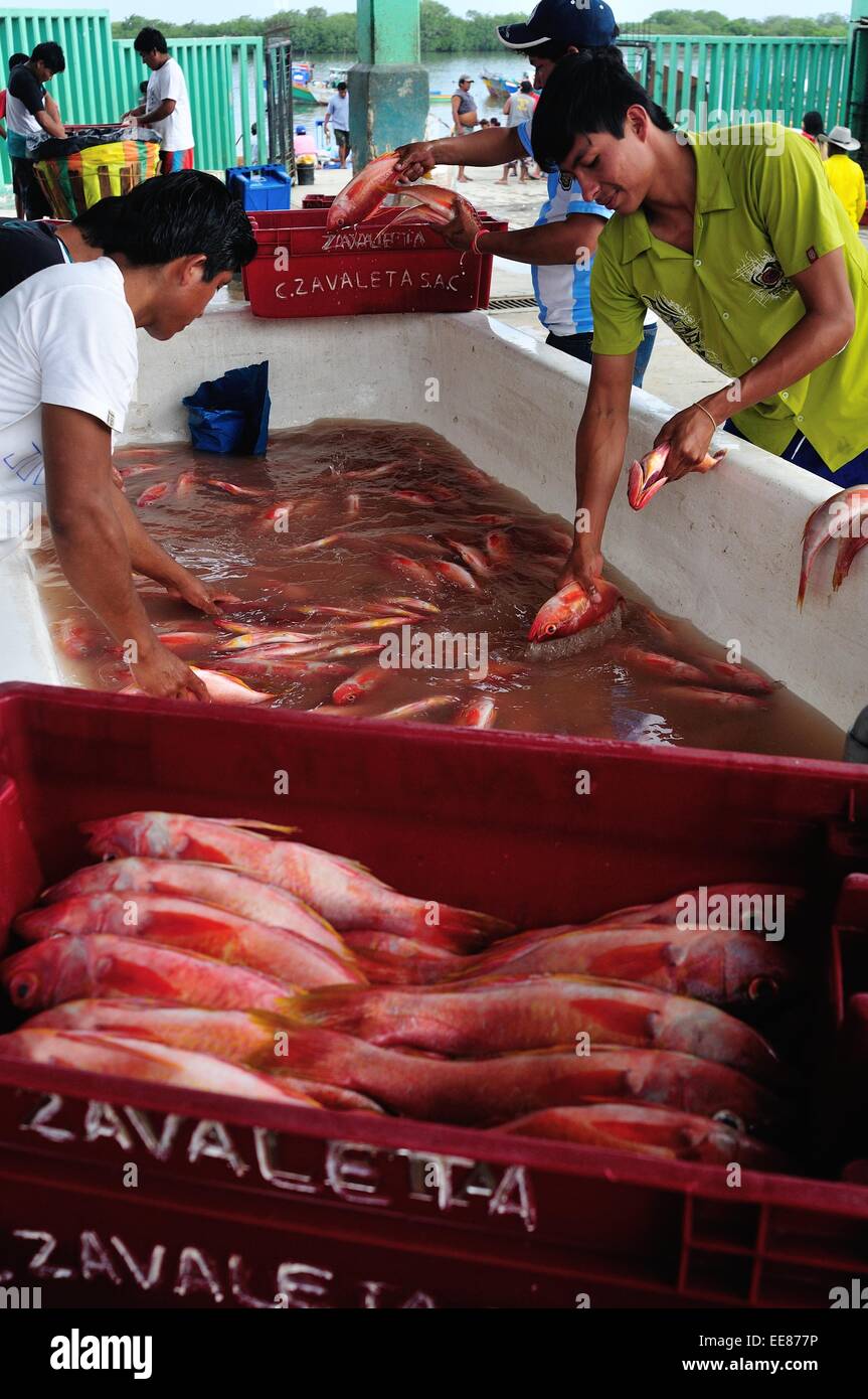 Gallo fish hi-res stock photography and images - Alamy