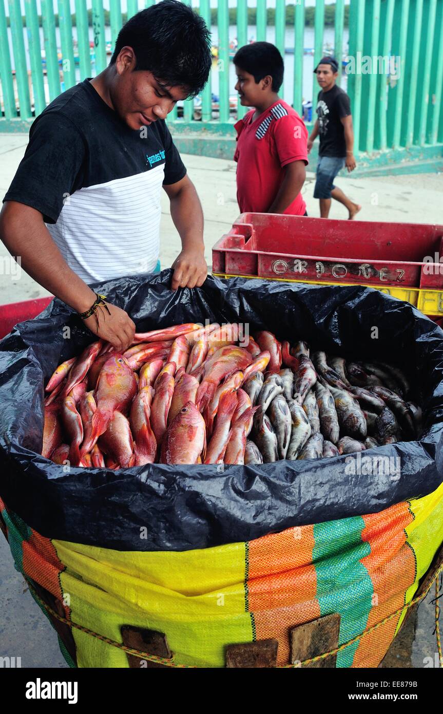 Cabria - Gallo fish - Port in PUERTO PIZARRO. Department of Tumbes ...
