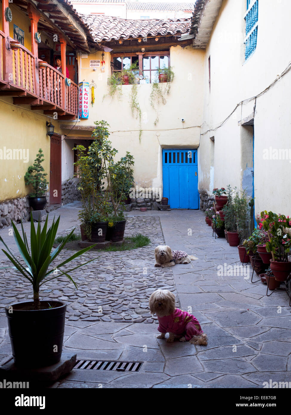 Courtyard animals hi-res stock photography and images - Alamy
