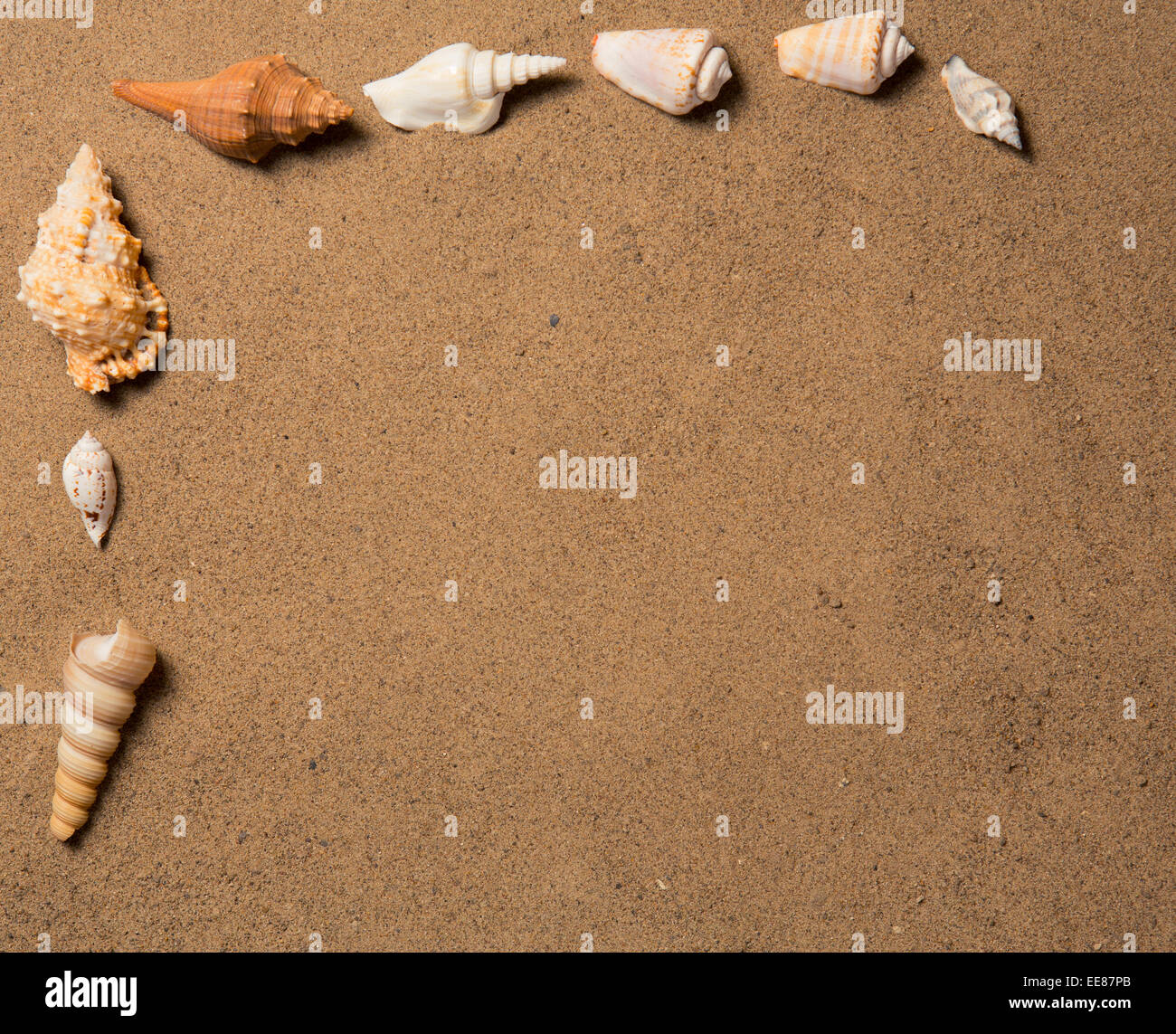 sea shells with beach sand as background Stock Photo - Alamy