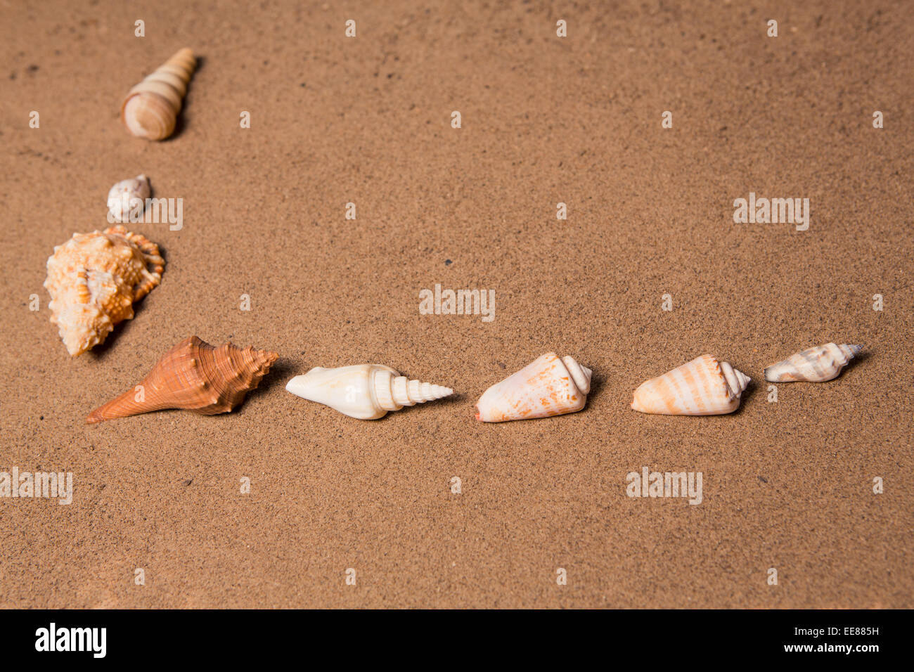 sea shells with beach sand as background Stock Photo - Alamy