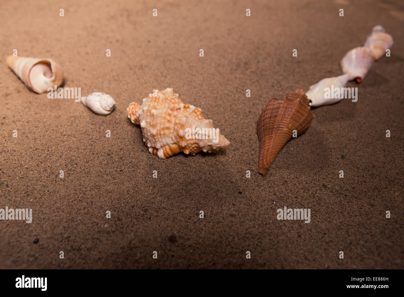 sea shells with beach sand as background Stock Photo - Alamy
