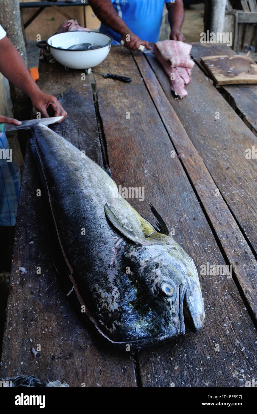 Perico fish cutting - Port in PUERTO PIZARRO. Department of Tumbes .PERU Stock Photo - Alamy