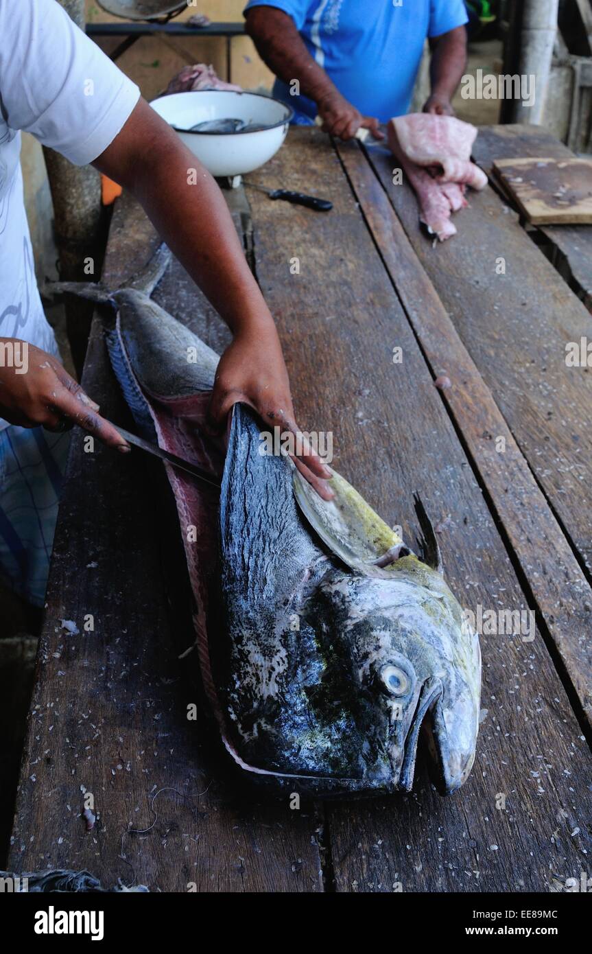 Perico fish cutting - Port in PUERTO PIZARRO. Department of Tumbes ...