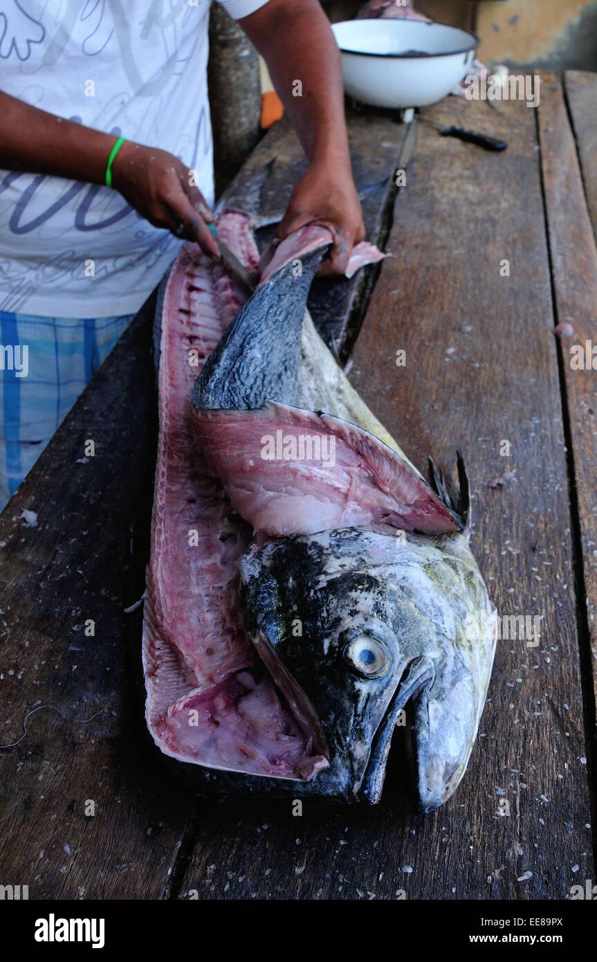 Perico fish cutting - Port in PUERTO PIZARRO. Department of Tumbes ...