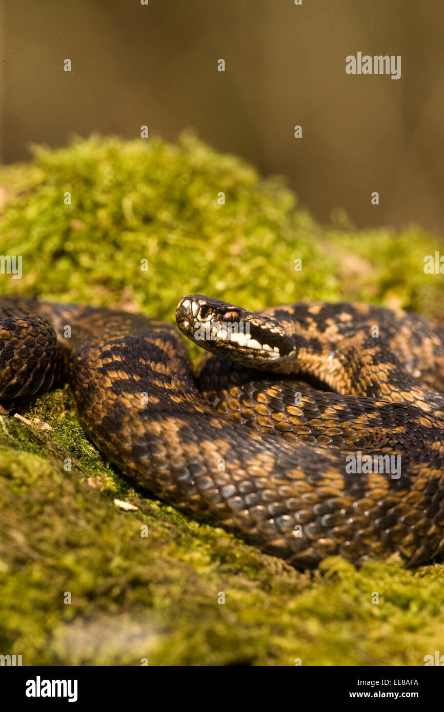Black adder snake hi-res stock photography and images - Alamy