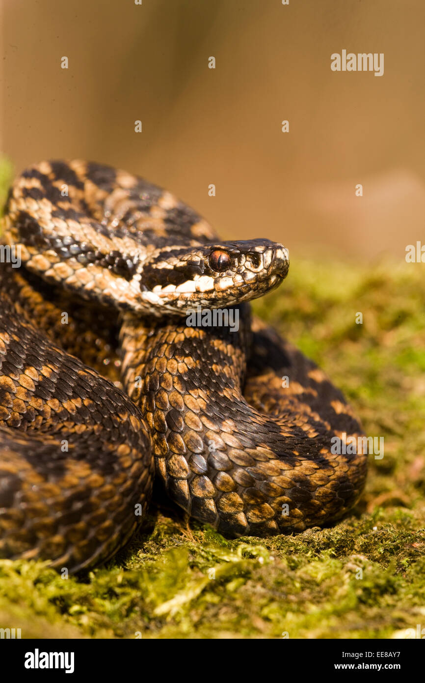 Adder hi-res stock photography and images - Alamy
