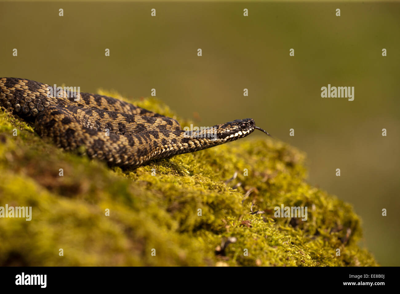 Adder country hi-res stock photography and images - Alamy