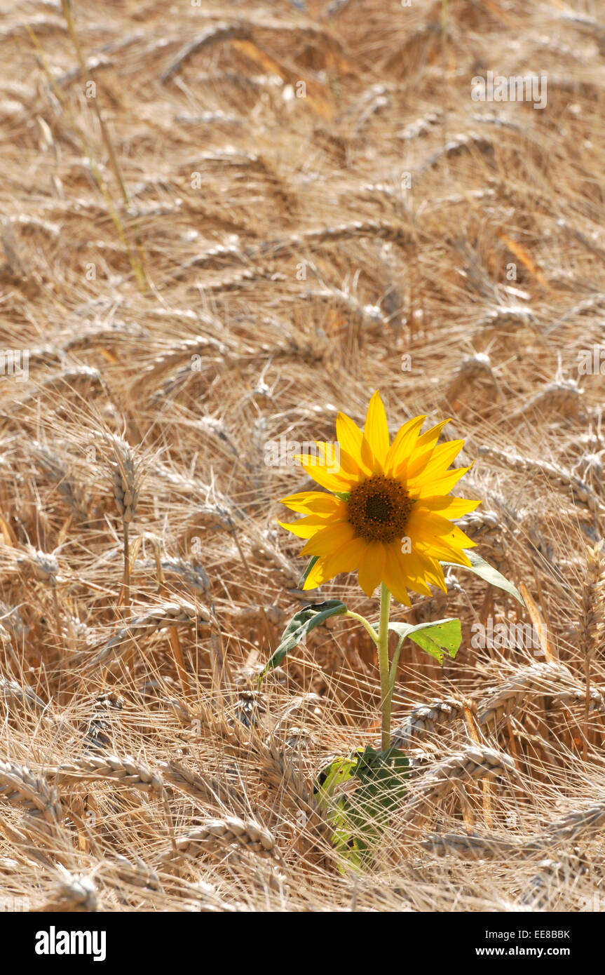 Middle of a sunflower hi-res stock photography and images - Alamy