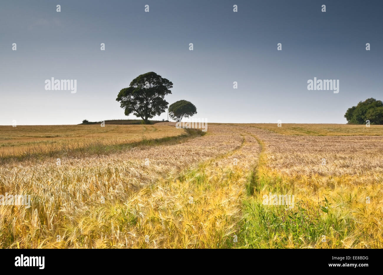 Barley fields in Lancashire, England UK Stock Photo - Alamy