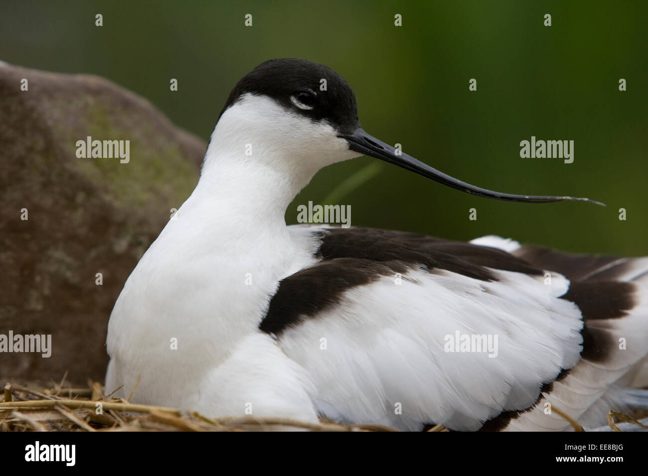 Avocet england hi-res stock photography and images - Alamy
