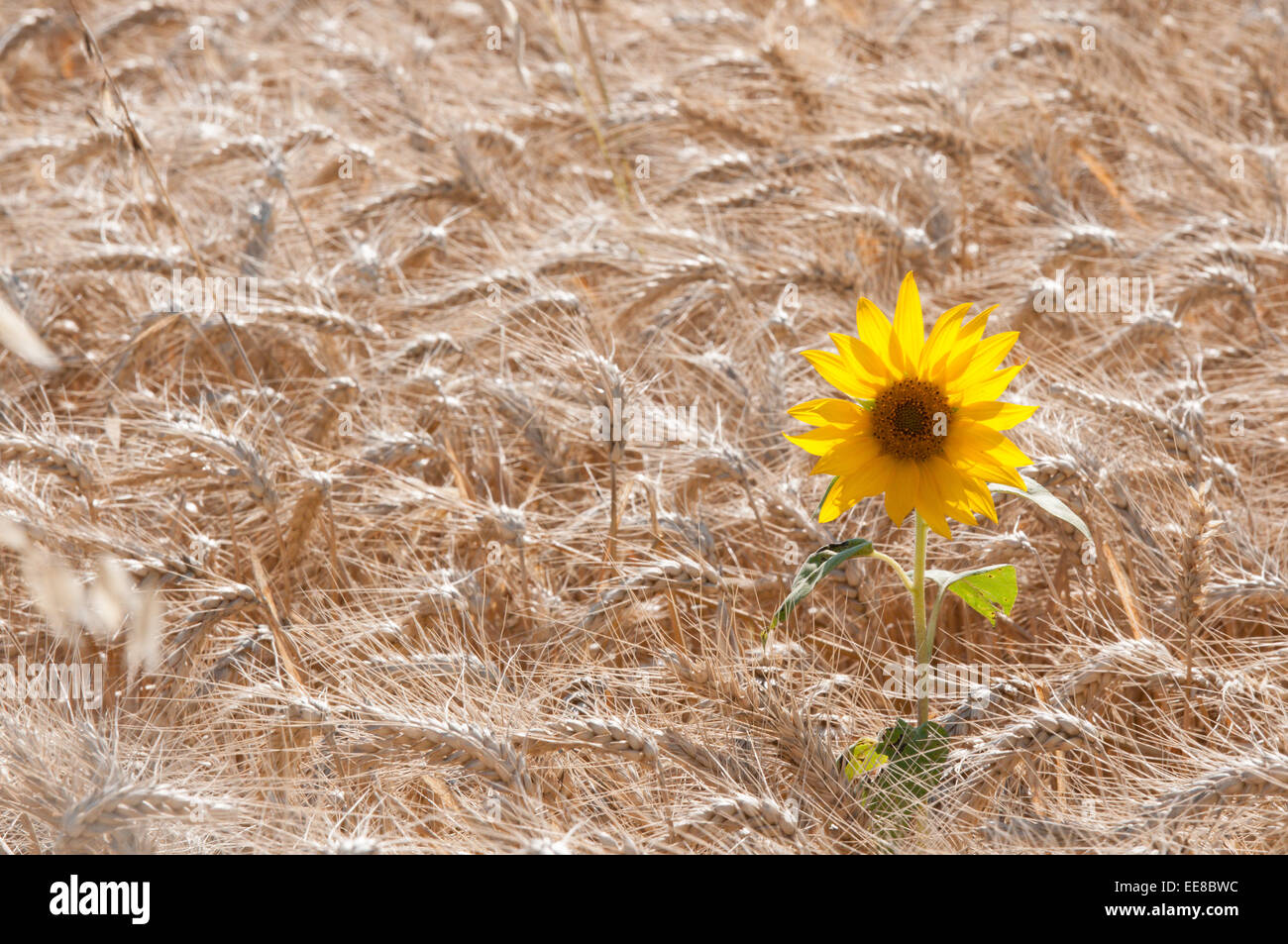Middle of a sunflower hi-res stock photography and images - Alamy