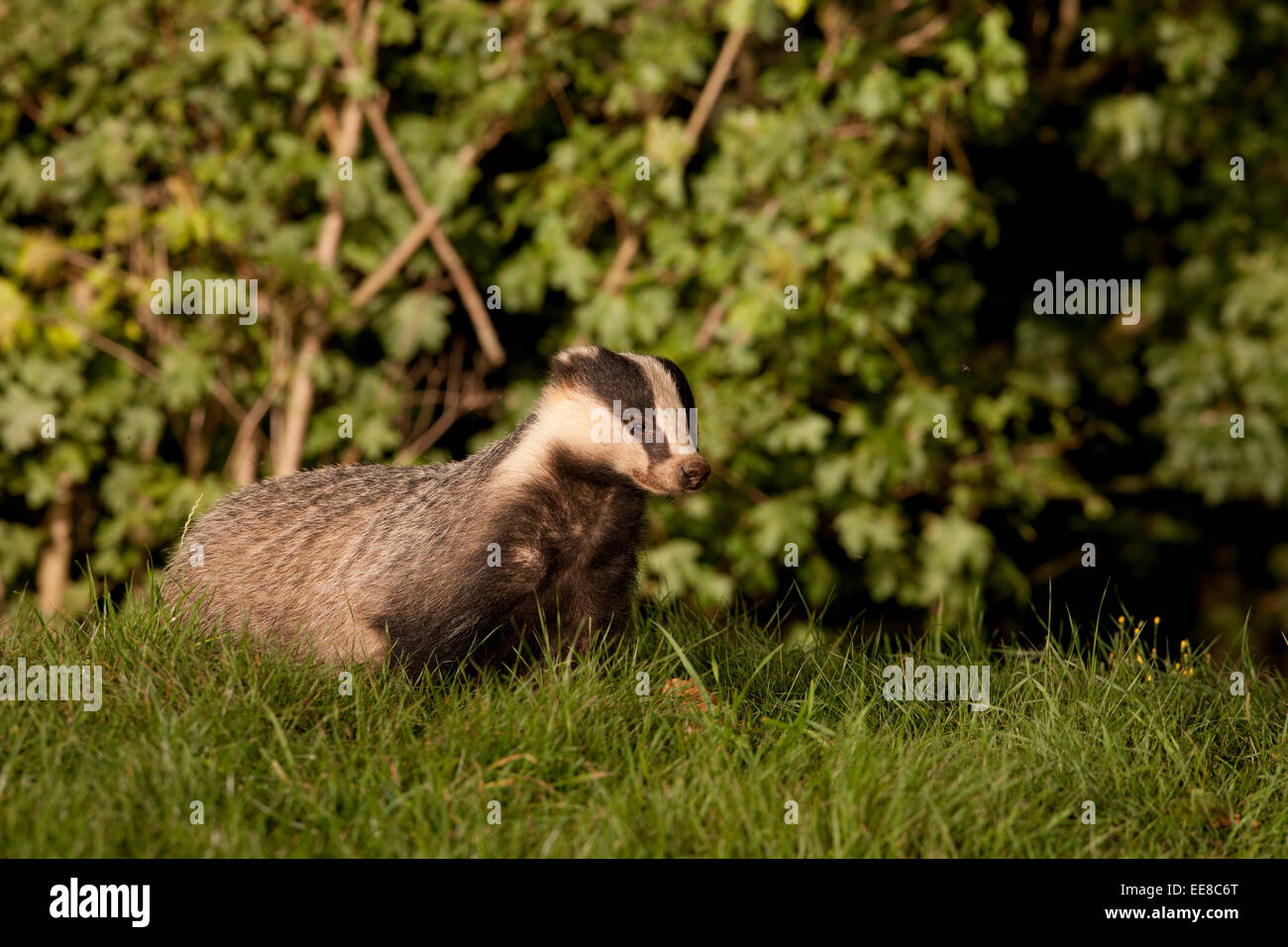 Badger family hi-res stock photography and images - Alamy