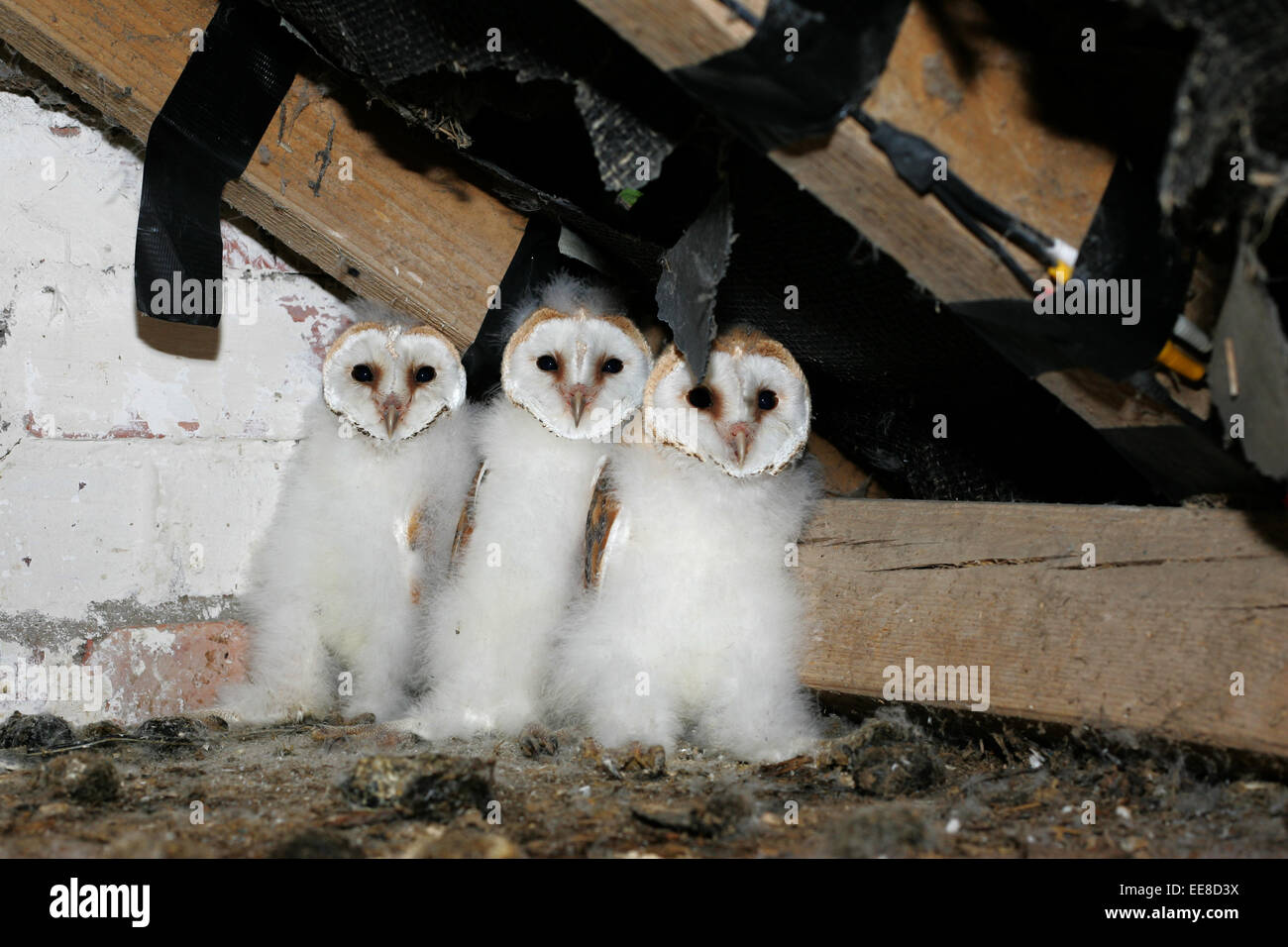 Barn Owl Juvenilles Stock Photo - Alamy