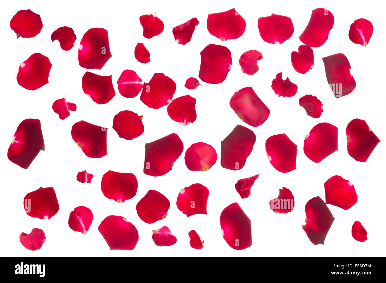 crimson rose petals Stock Photo - Alamy