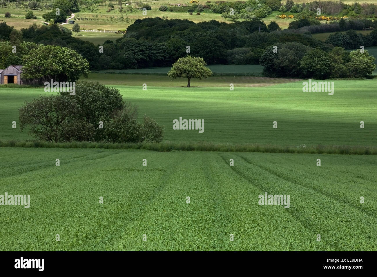 Barley lancashire hi-res stock photography and images - Alamy