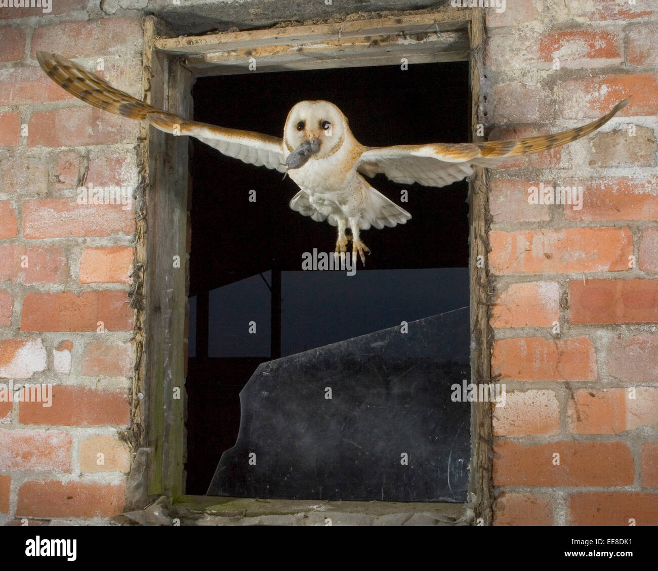 Barn Owl in Flight Stock Photo - Alamy