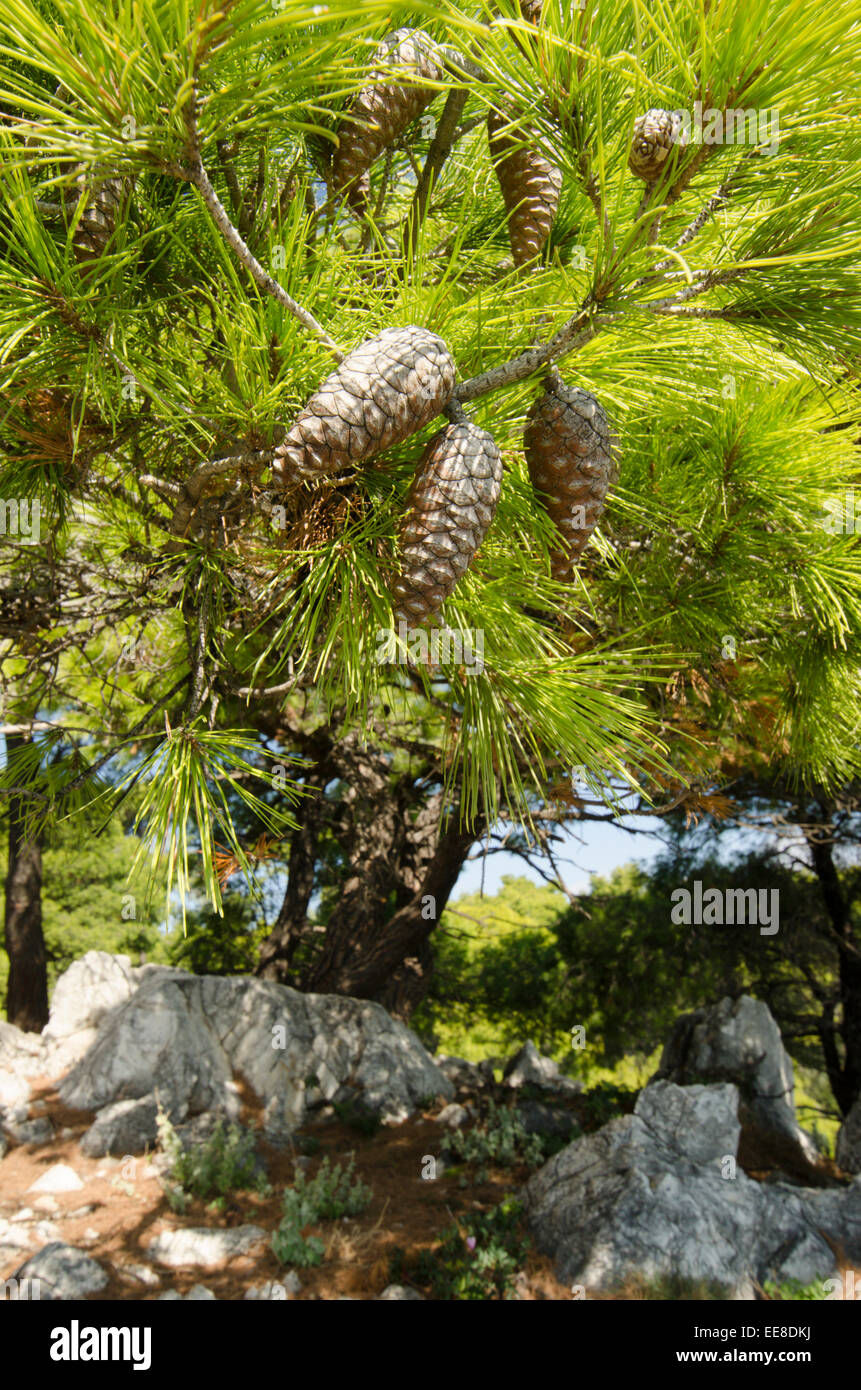 Aleppo pine pinus halepensis tree hi-res stock photography and images ...