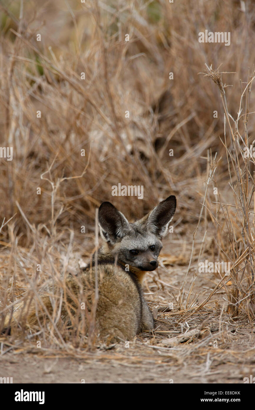 Bat eared Fox Stock Photo - Alamy