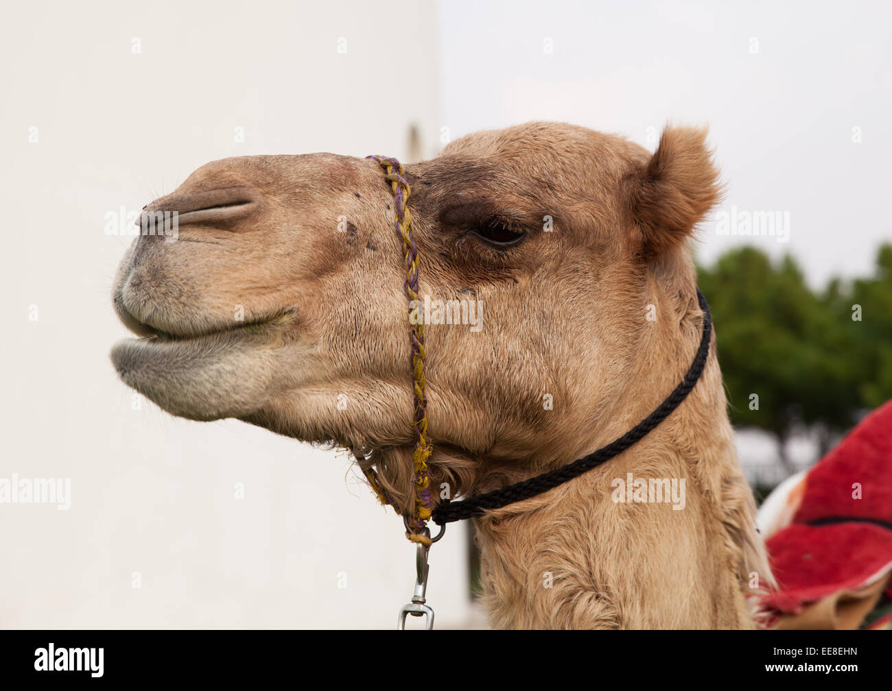 Portrait of a desert animal - Camel Stock Photo - Alamy