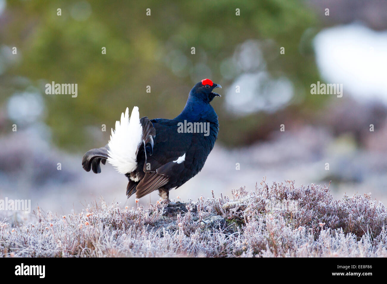 Black grouse scotland lek hi-res stock photography and images - Alamy