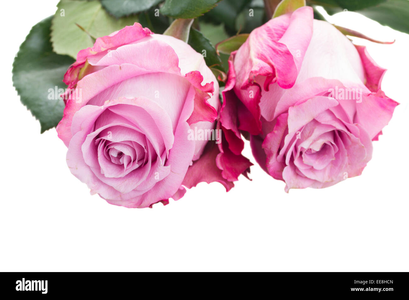 rose flowers close up Stock Photo - Alamy