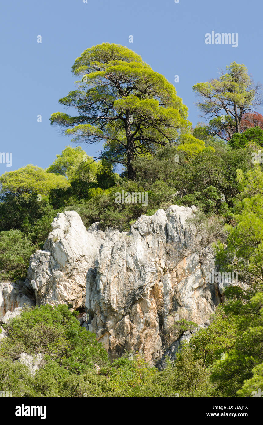 Aleppo pine [Pinus halepensis] Skopelos Greek island. October Stock ...
