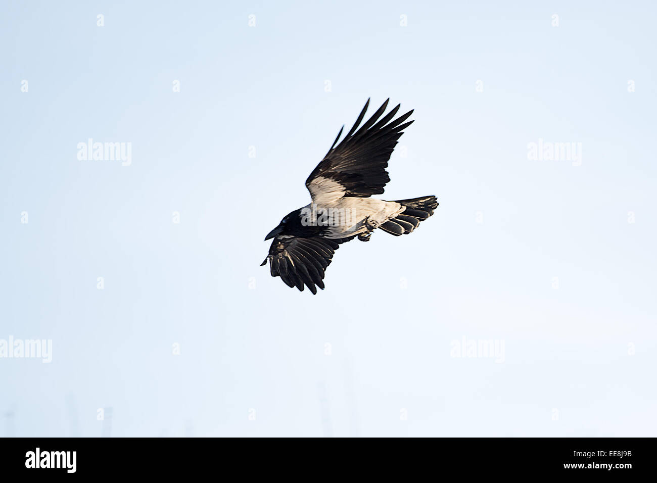 Common Raven flying across a blue sky Stock Photo - Alamy