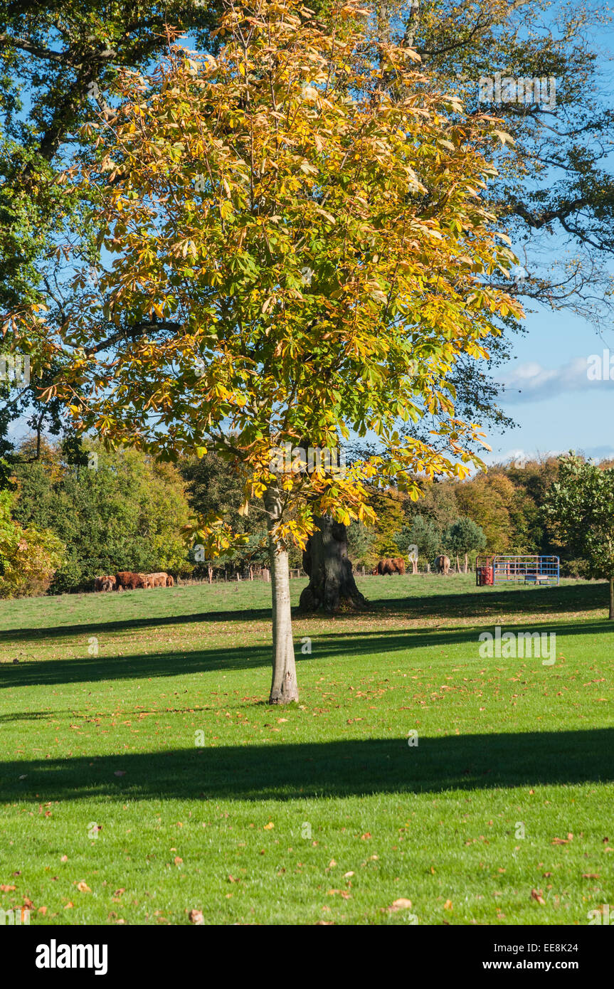 Autumn colours in trees Paxton Scottish Borders Scotland with Highland ...