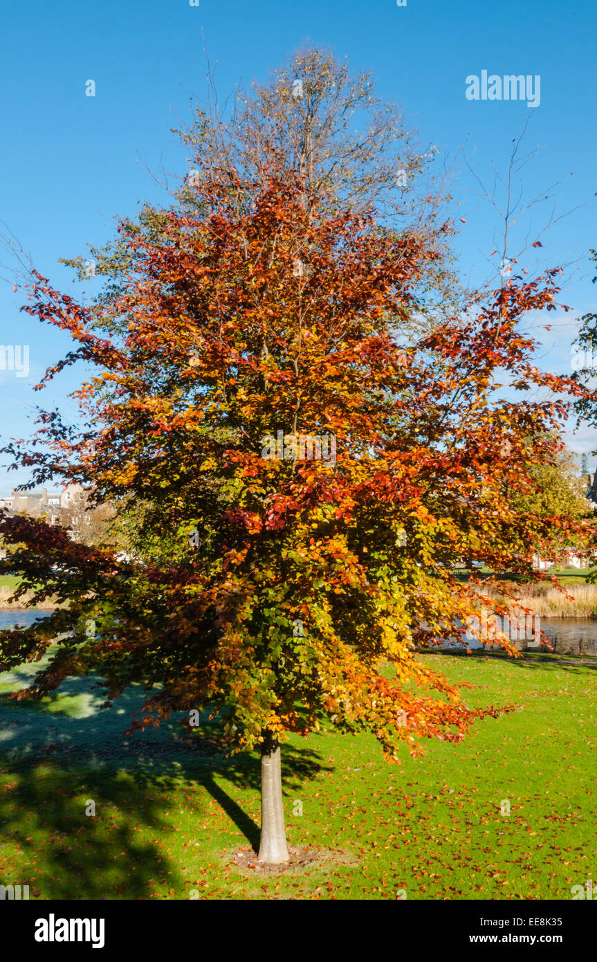 Autumn colours in tree at Peebles Scottish Borders Scotland Stock Photo ...