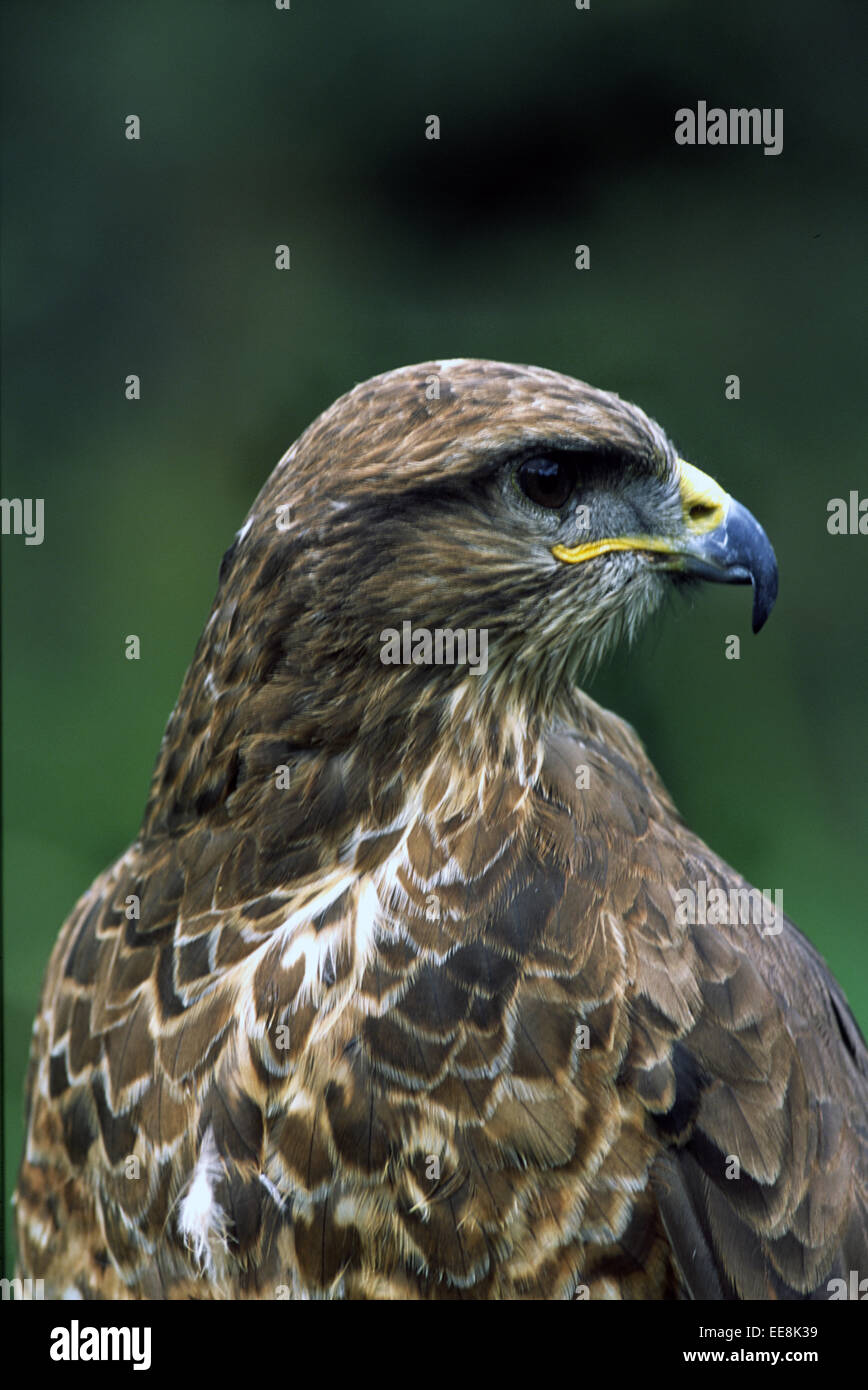 Larger bird hi-res stock photography and images - Alamy