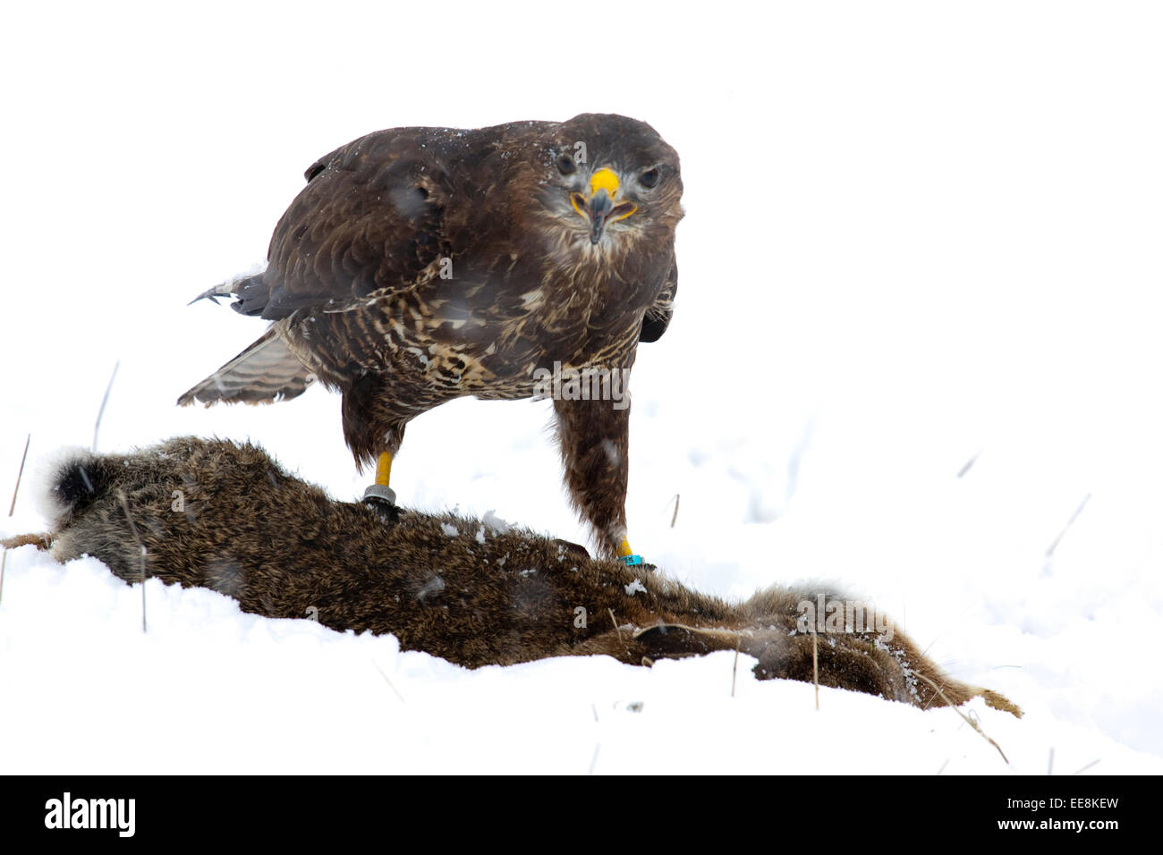 Buzzard on a rabbit kill Stock Photo - Alamy