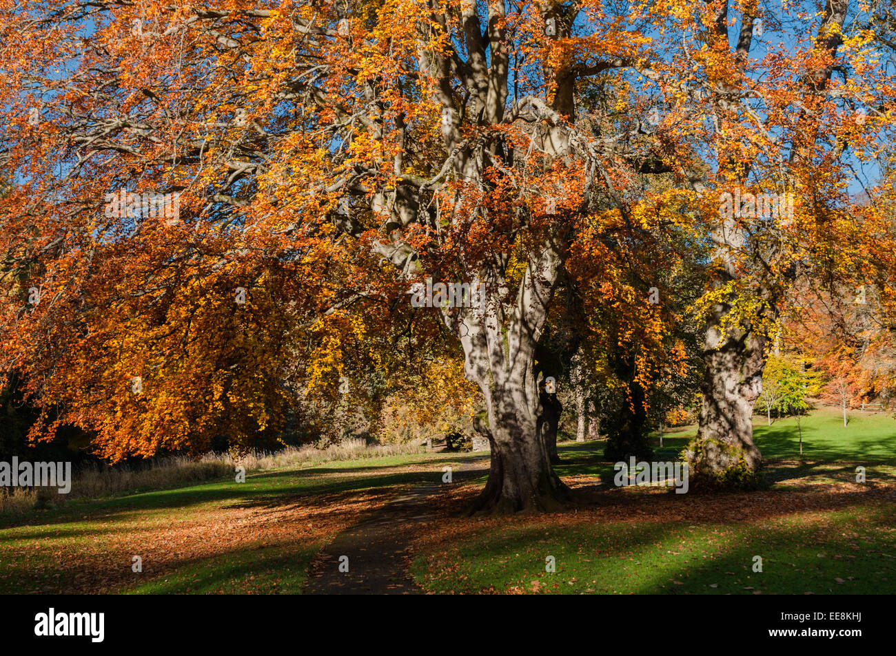 Autumn colours in trees Peebles Scottish Borders Scotland Stock Photo ...