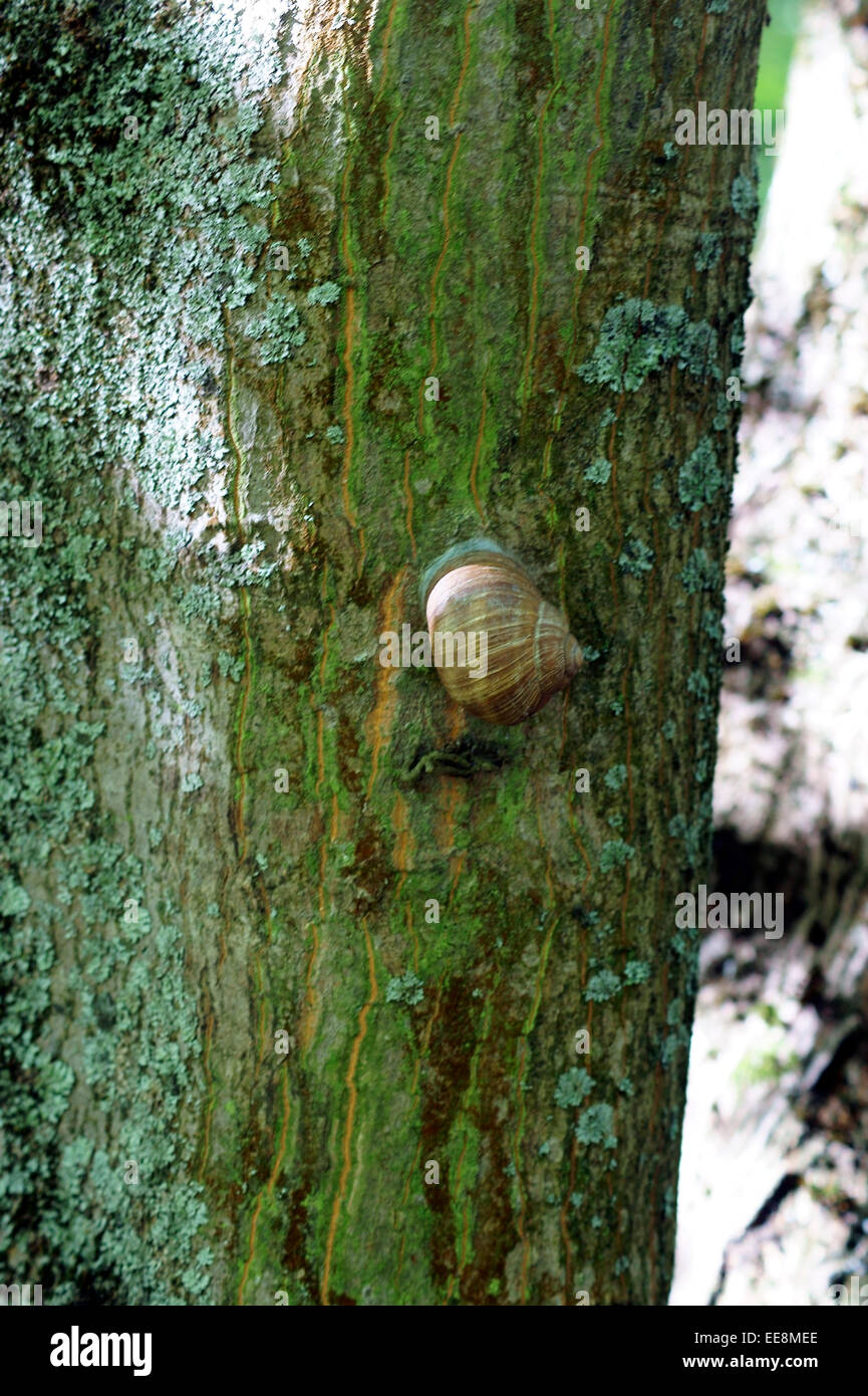 Snail sticks on tree bark Stock Photo - Alamy