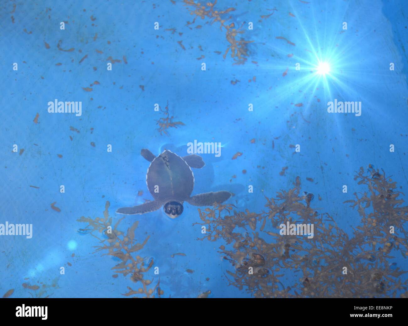 Baby sea turtle swimming hi-res stock photography and images - Alamy