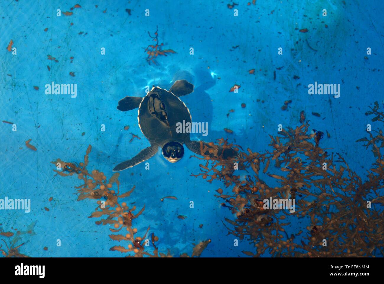 Baby turtles florida hi-res stock photography and images - Alamy