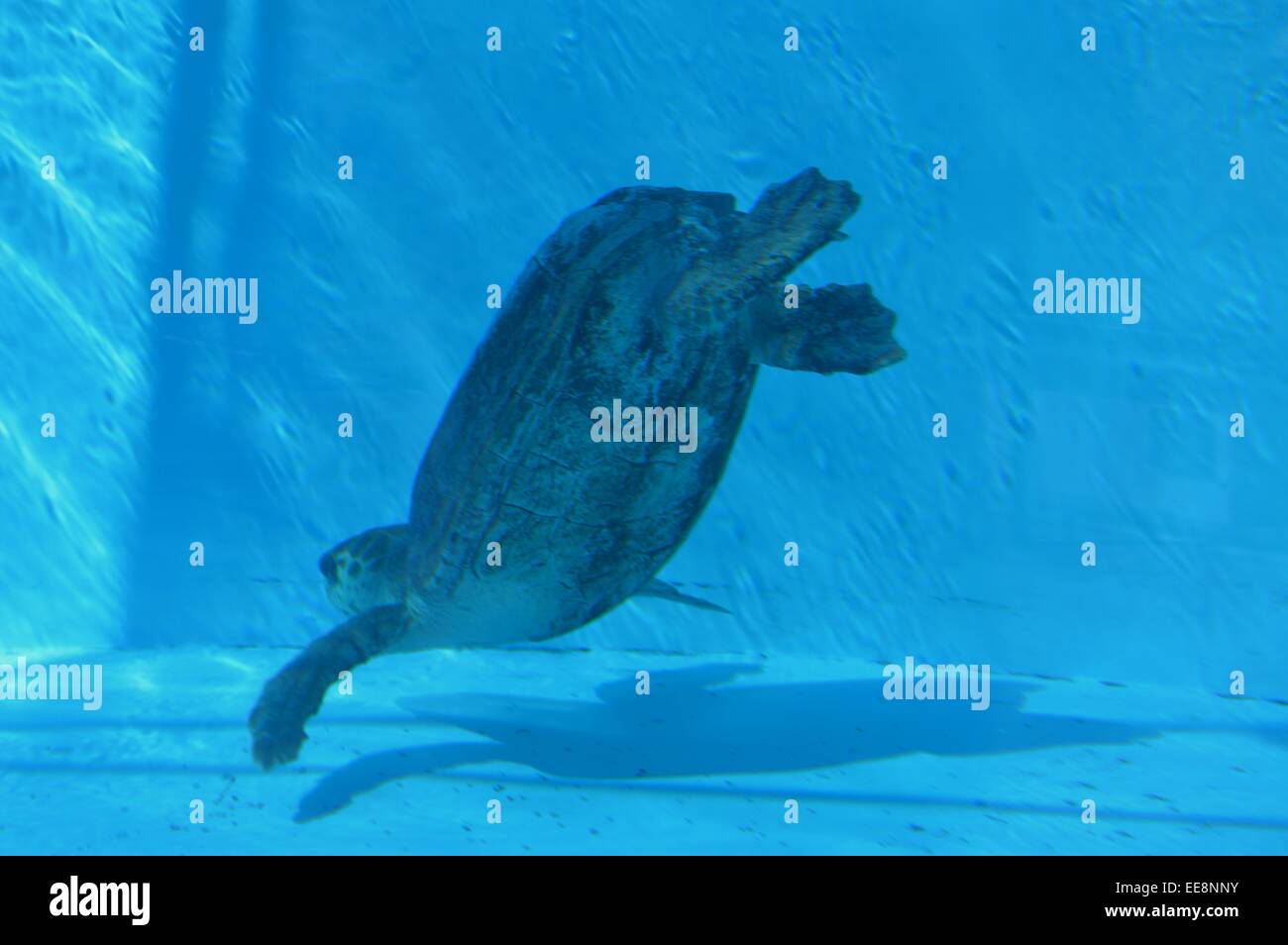 Acrobatic animal hi-res stock photography and images - Alamy