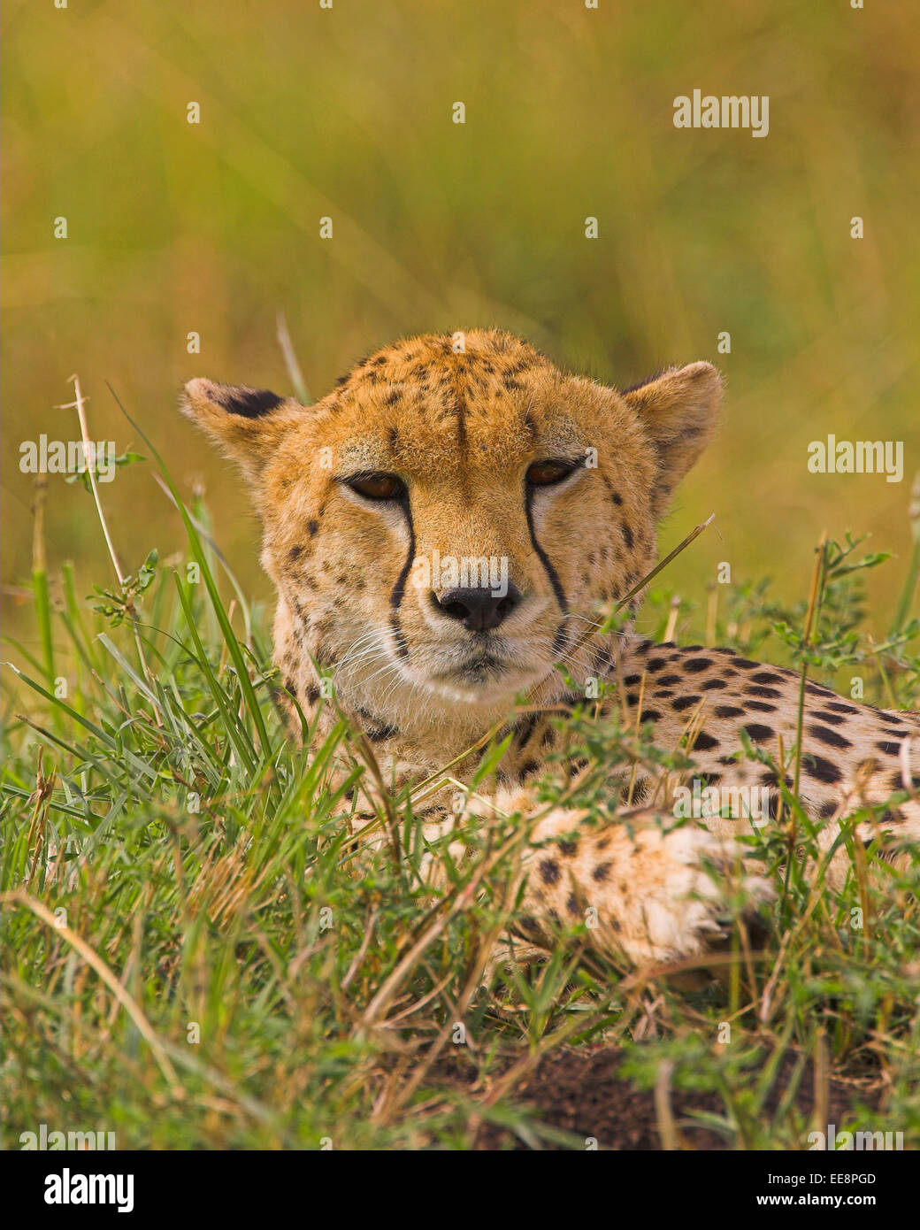 Subfamily felinae hi-res stock photography and images - Alamy