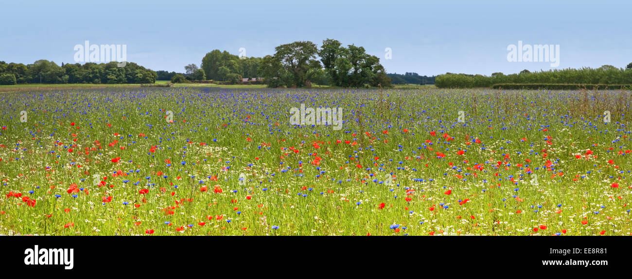 Beautiful wildflower fields growing hi-res stock photography and images ...