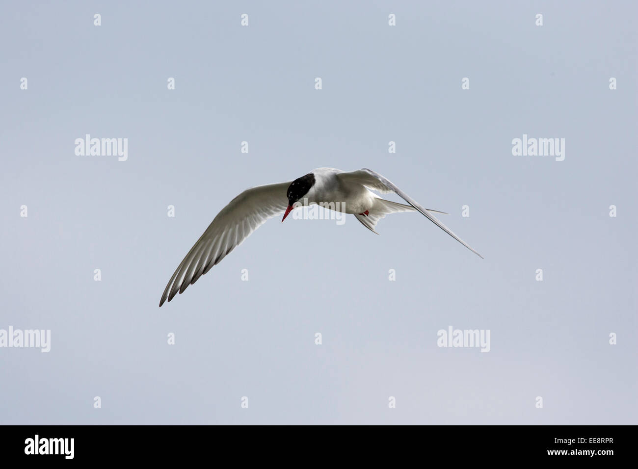 Common Tern Nest Stock Photos & Common Tern Nest Stock Images - Alamy