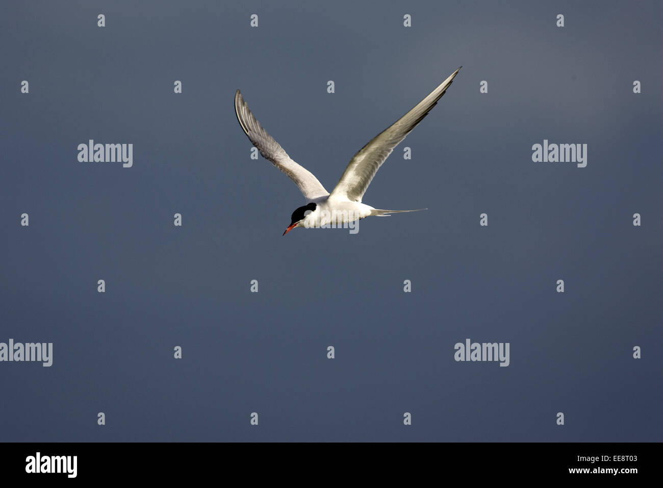 Coastal wildlife common inland hi-res stock photography and images - Alamy