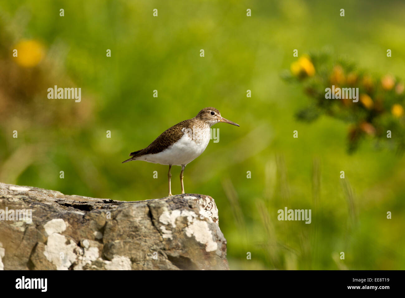 Common sandpiper breeding hi-res stock photography and images - Alamy